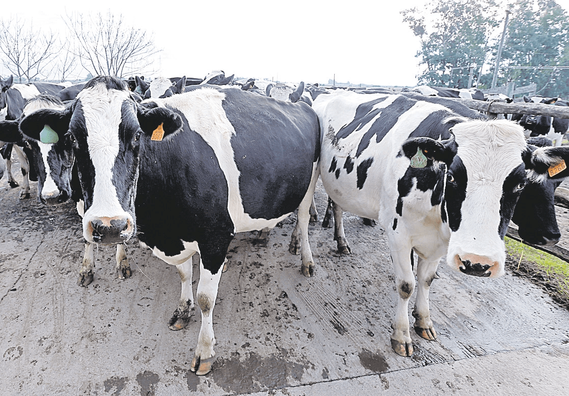 El Rodeo Lechero Creció 8%, Según Las Cifras Dicose 2020 - EDairyNews ...