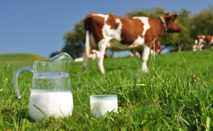 Proyecto SmartZ4Milk, Mejorar La Sostenibilidad Del Sector Lácteo En ...